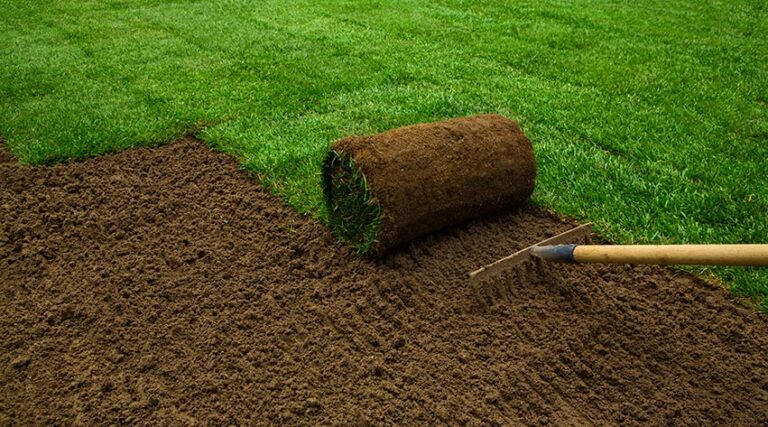 Caring For Your Freshly Laid Turf | MD Lawns | Central Coast Mowing